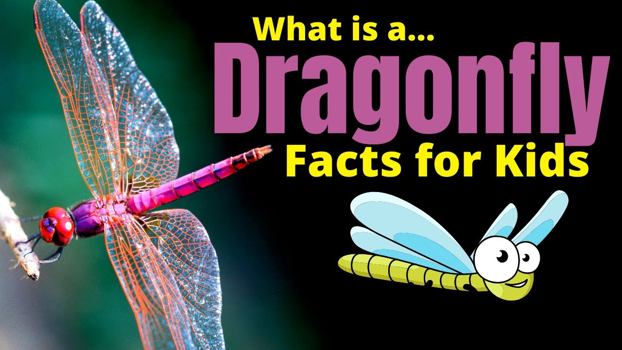 What Is A Dragonfly? | LearnThought